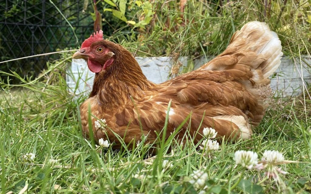 Chicken Rescue: Saving Hens for a better life | GardenLifeDirect