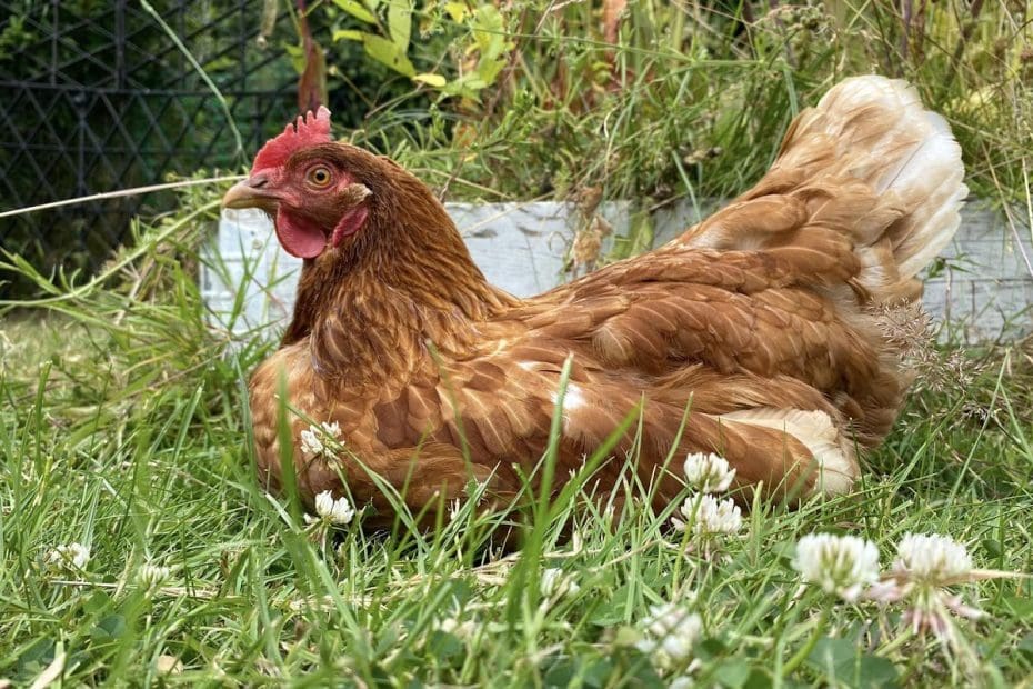 Category: Keeping Chickens | GardenLifeDirect